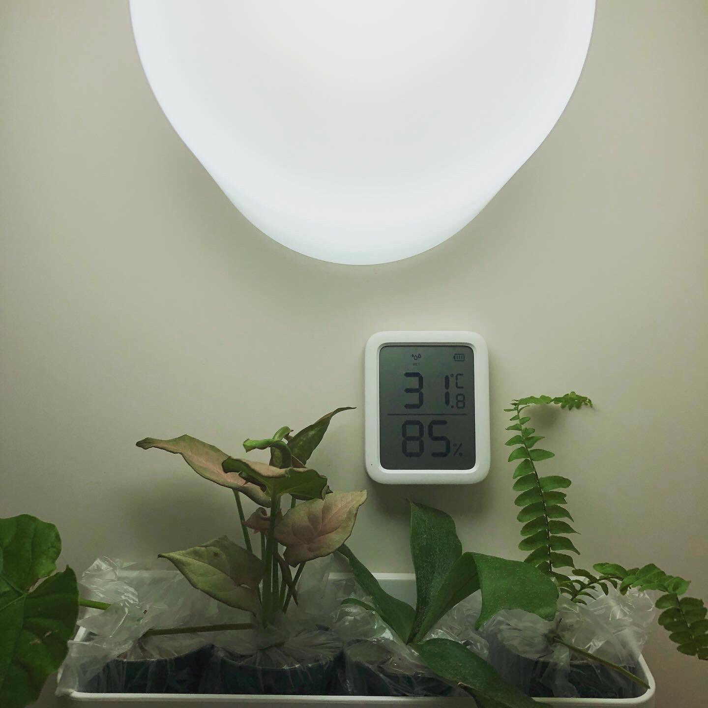 妻が選んだウンベラータ (@engei_diy) / Twitter