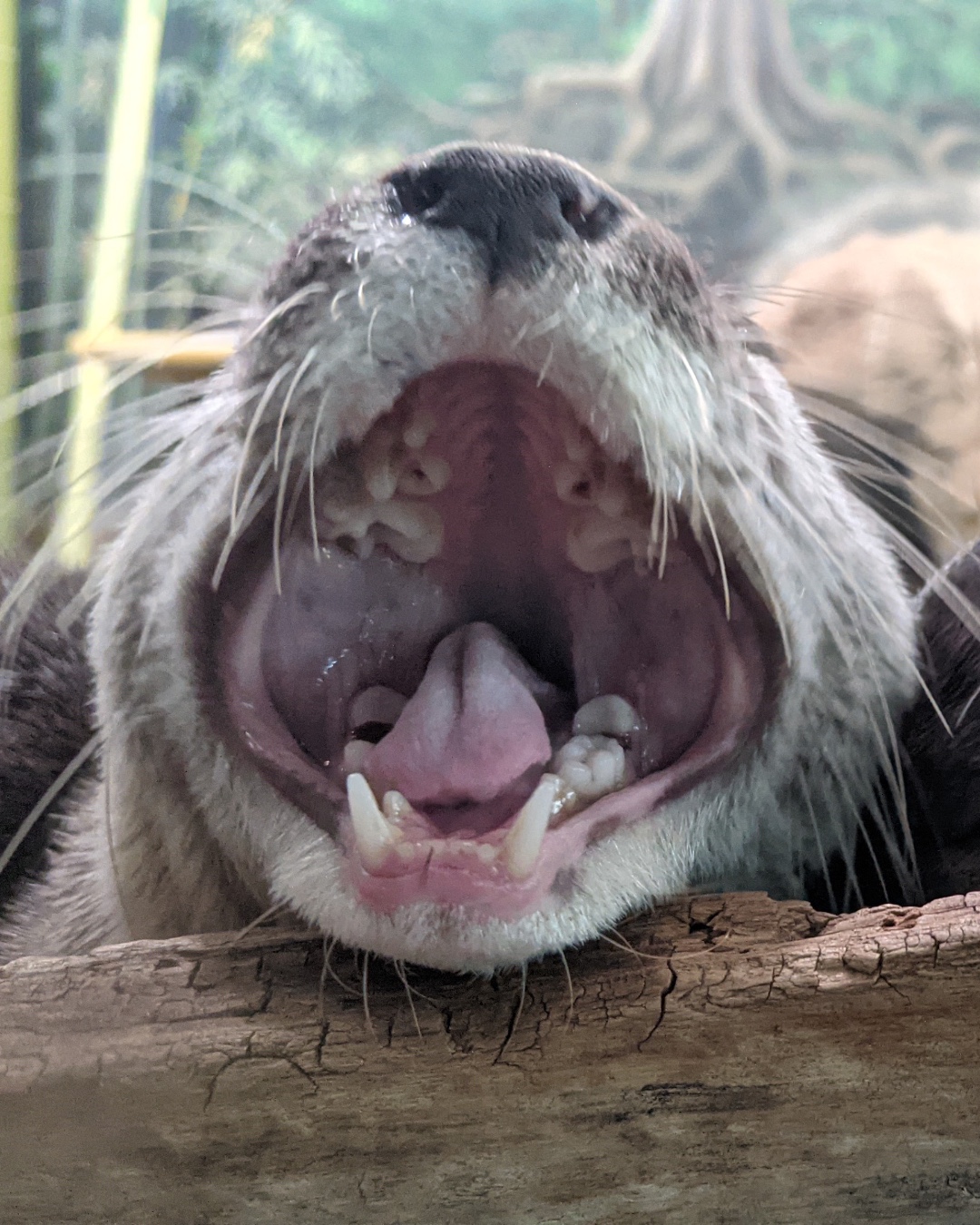 Otter Teeth