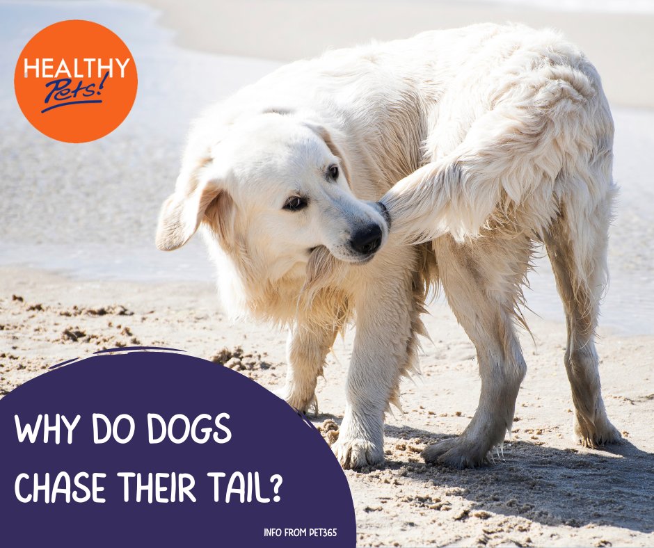 Can Dogs Hurt Their Tails