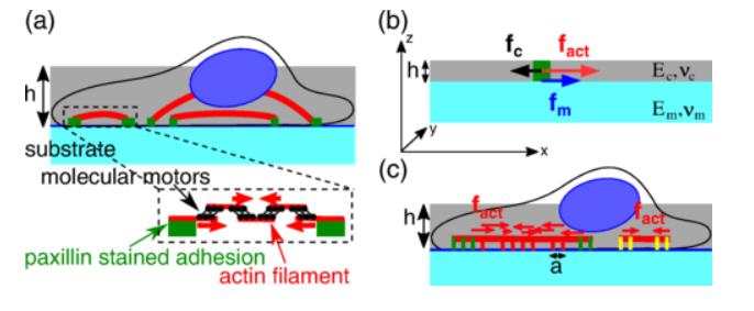 The Innovation | Physics on Twitter: "Phys. Rev. Lett. 129, 098101 ...