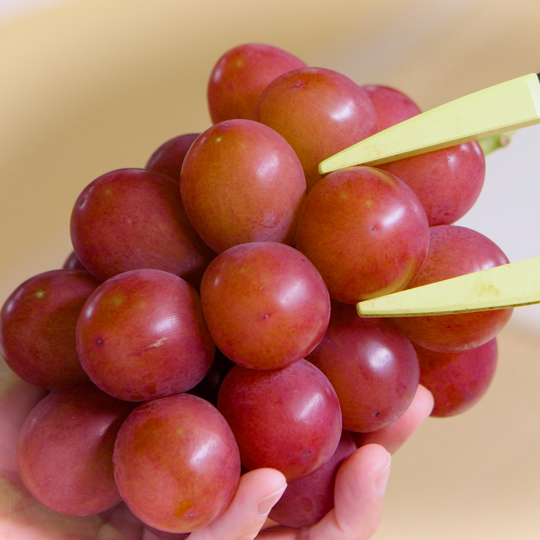 Japanese Ruby Roman grapes were developed by a union of local farmers ...