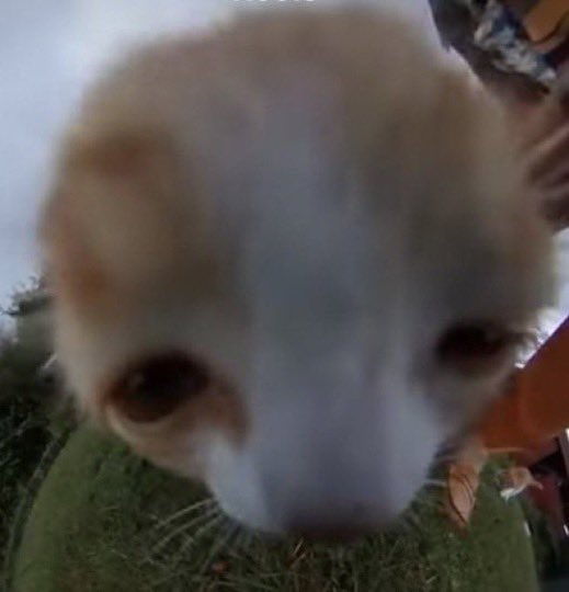 TwStalker - Twitter Search Web Viewer