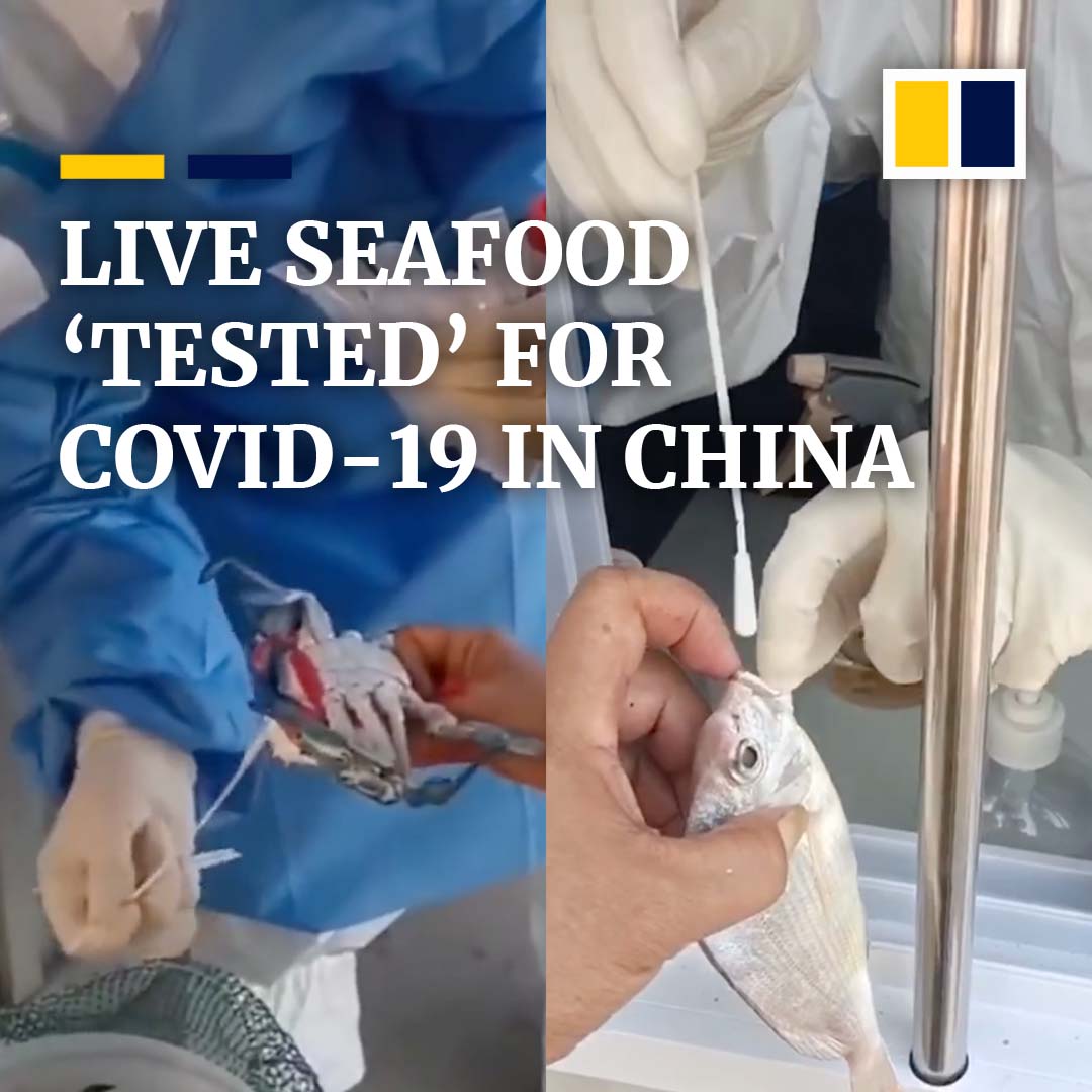 prathan.eth on Twitter: "เห็นคลิปจีนตรวจโควิดให้สัตว์น้ำที่จับขึ้นฝั่ง ตอนแรกนึกว่าชาวบ้าน swab ...