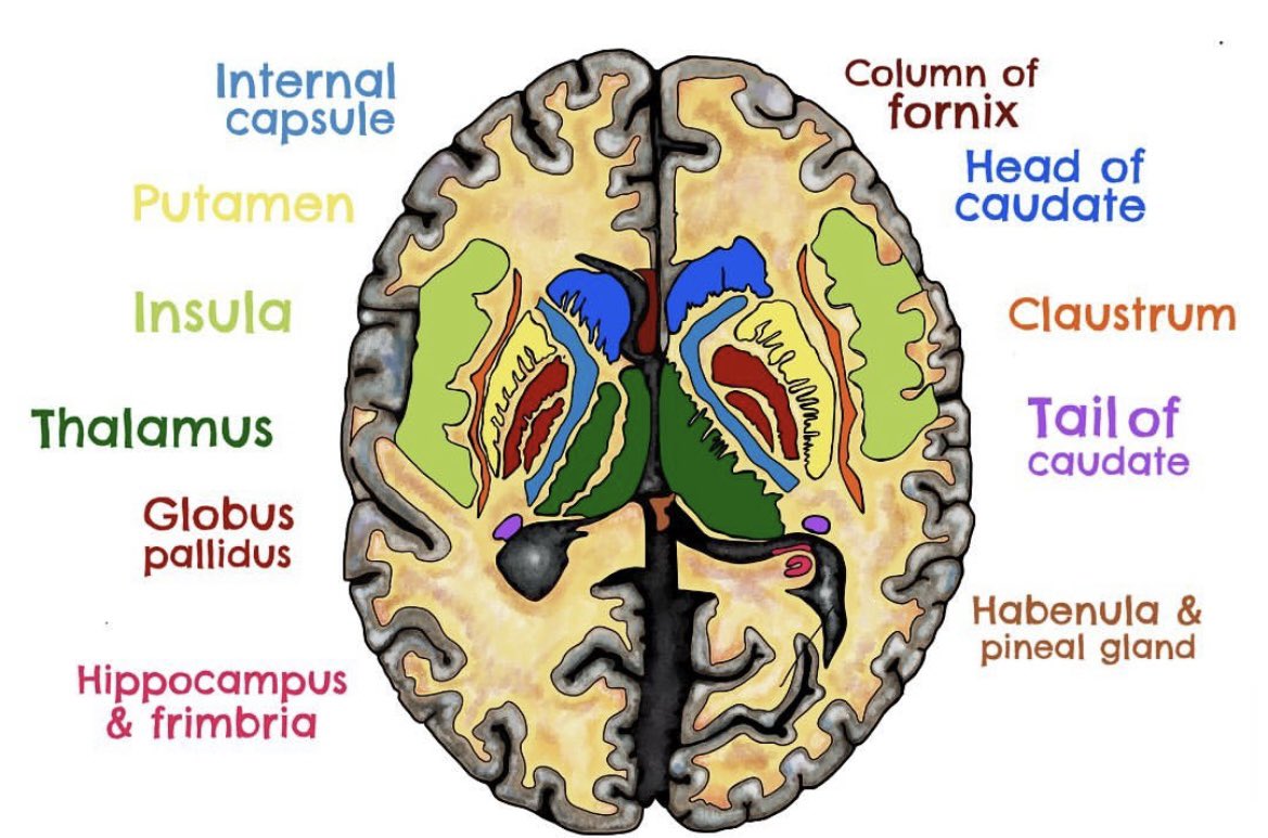 Axial Brain Anatomy