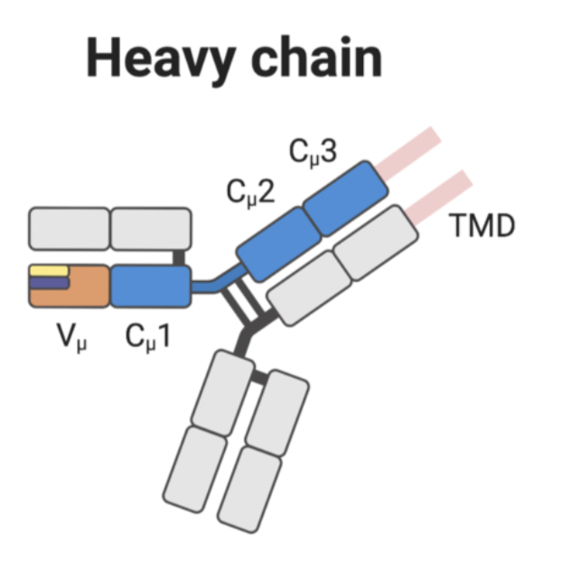 💥 Monoclonal Gammopathies of Clinical Significance! 💥 Everyone knows ...