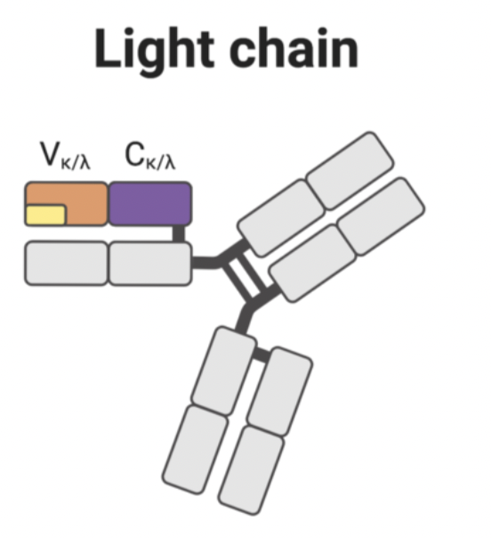 💥 Monoclonal Gammopathies of Clinical Significance! 💥 Everyone knows ...