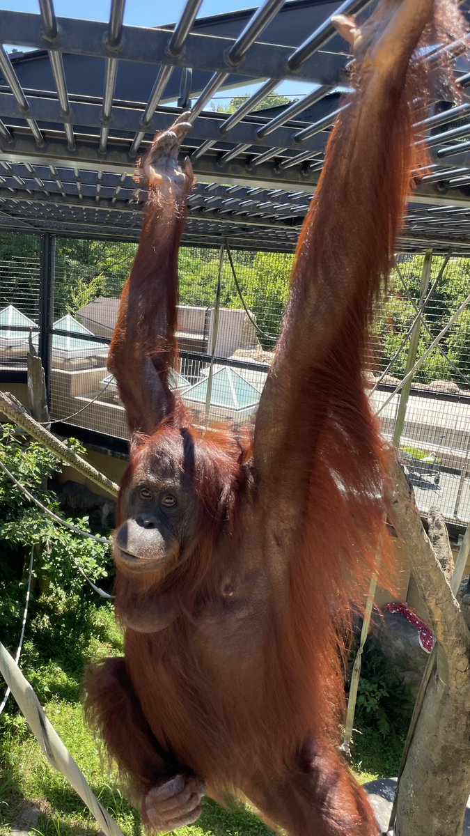 ぱち on Twitter: "RT @nhdzoo: 8月19日は #国際オランウータンの日 です🦧 動物園では人気者のオランウータンですが、野生では絶滅の危機にあり、その原因には人間の生活 ...