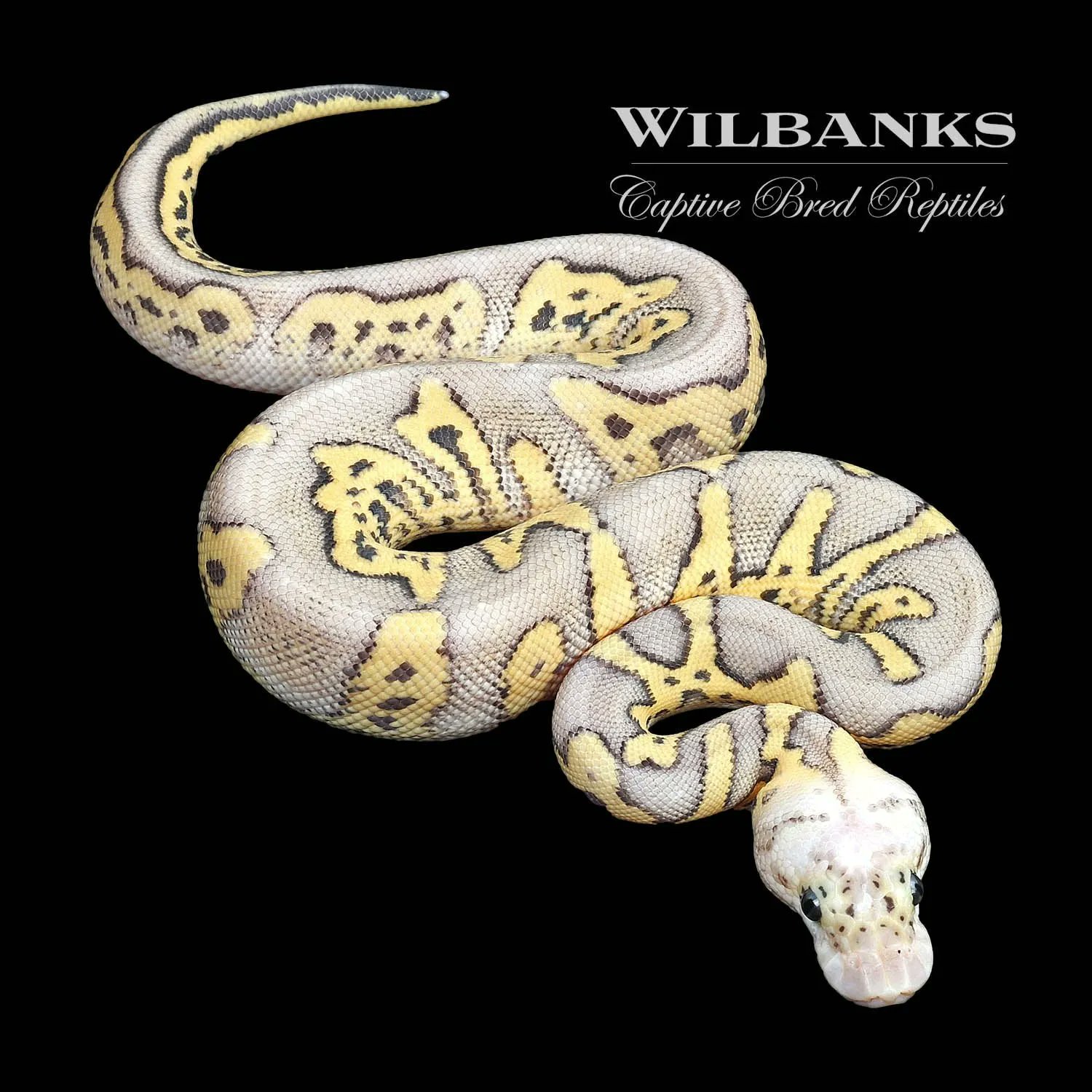 Axanthic Killer Clown Ball Python