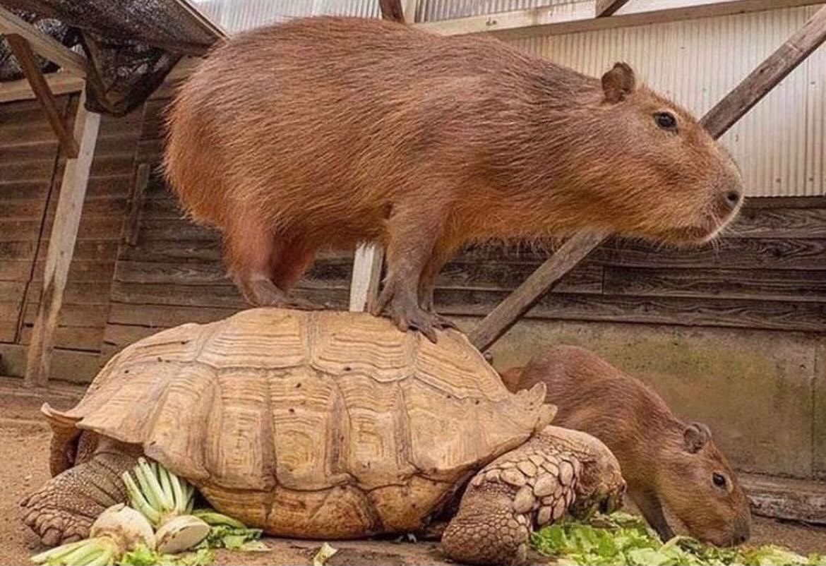 Capybaras on Twitter: "Onward! https://t.co/Cpqwx0AH2f" / Twitter
