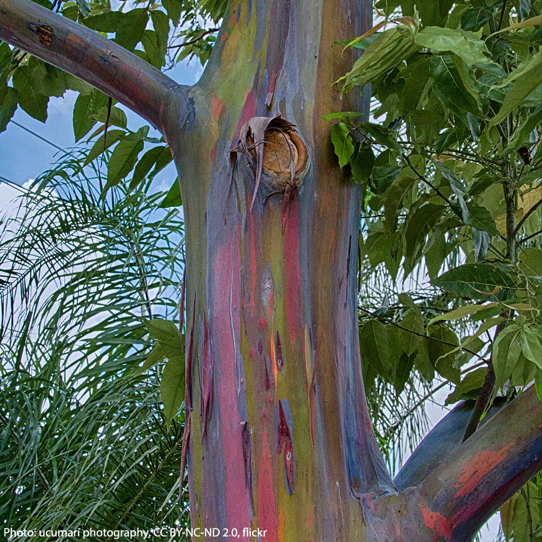 American Museum of Natural History on Twitter: "Ever seen the colorful bark of a rainbow ...