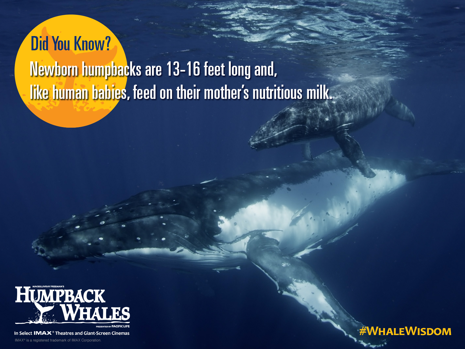 Newborn Humpback Whale