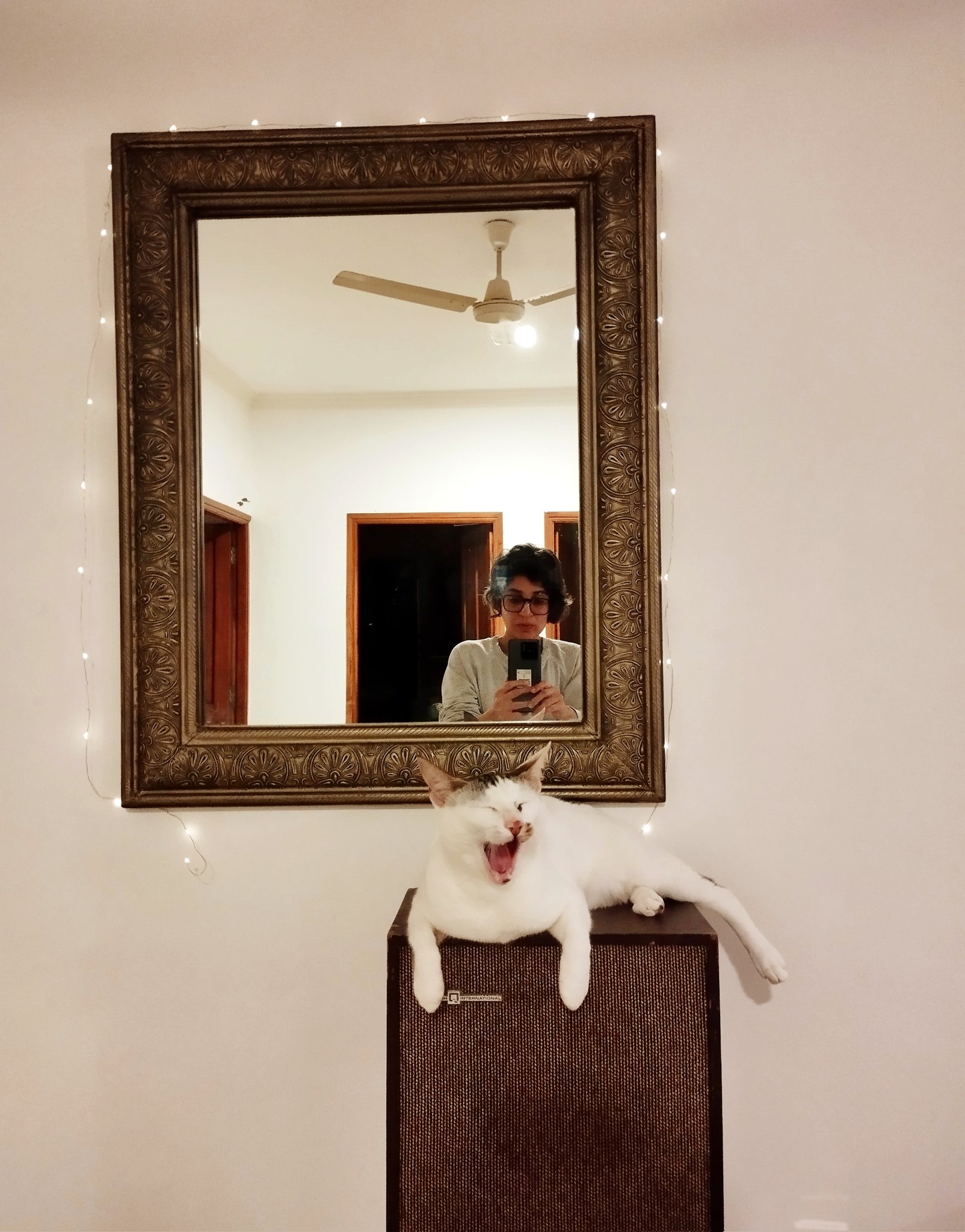 Parul on Twitter: "Goose sleeps 1. On the heirloom LP player speaker ...