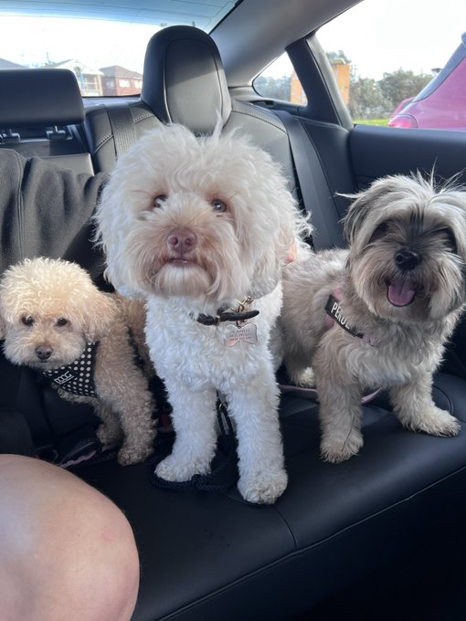 TW Pornstars - Ruby May. Pictures and videos from Twitter. Page 3