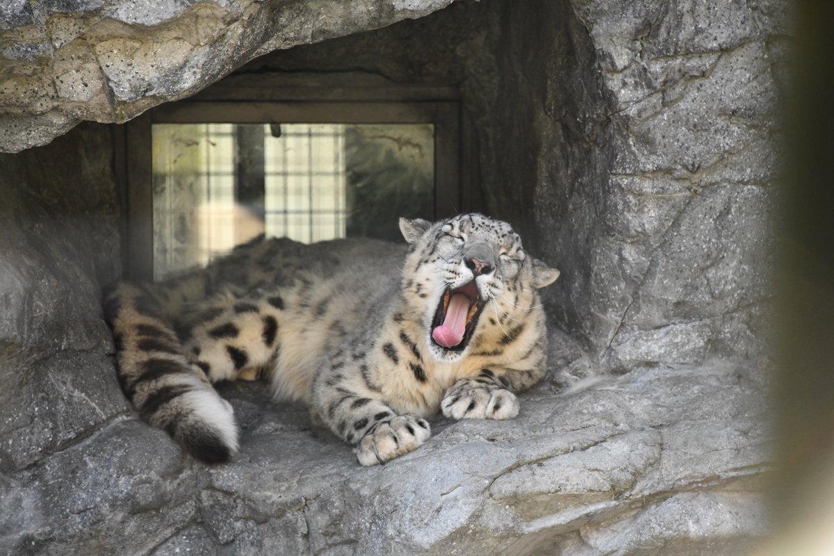 背景資料写真家かさこ＠無料画像毎日投稿 on Twitter: "RT @cyocorune: あくびをしてる姿を見ると、つられてあくびが出て来る・・・！ #タイムラプス ：https://d ...