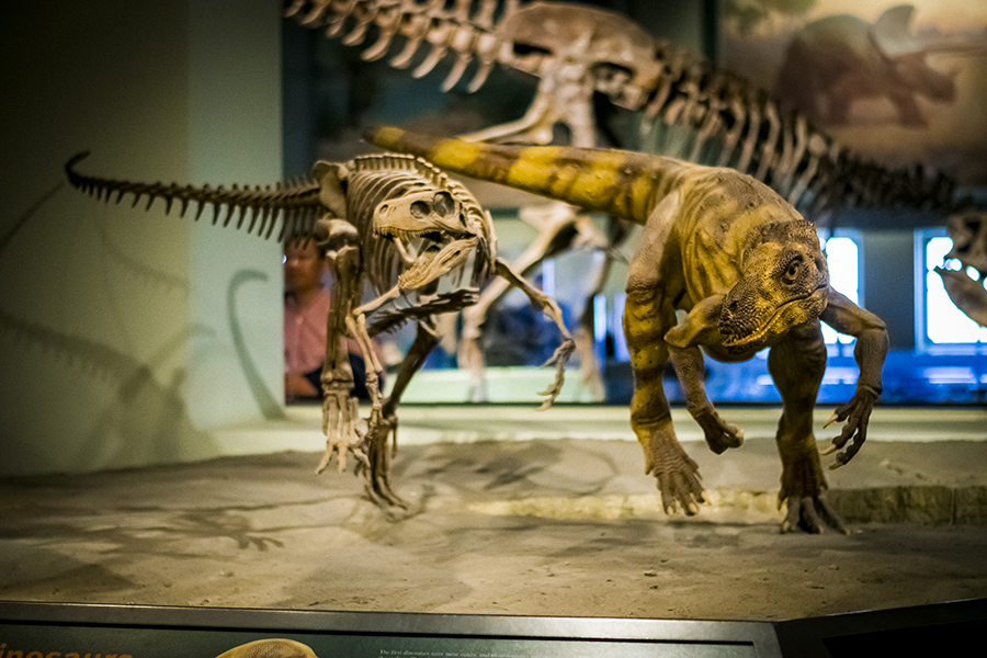 Epsilon 5 Experience 📷 on Twitter: "Raptor Dinosaur Skeleton, & Replica at The Field Musuem ...