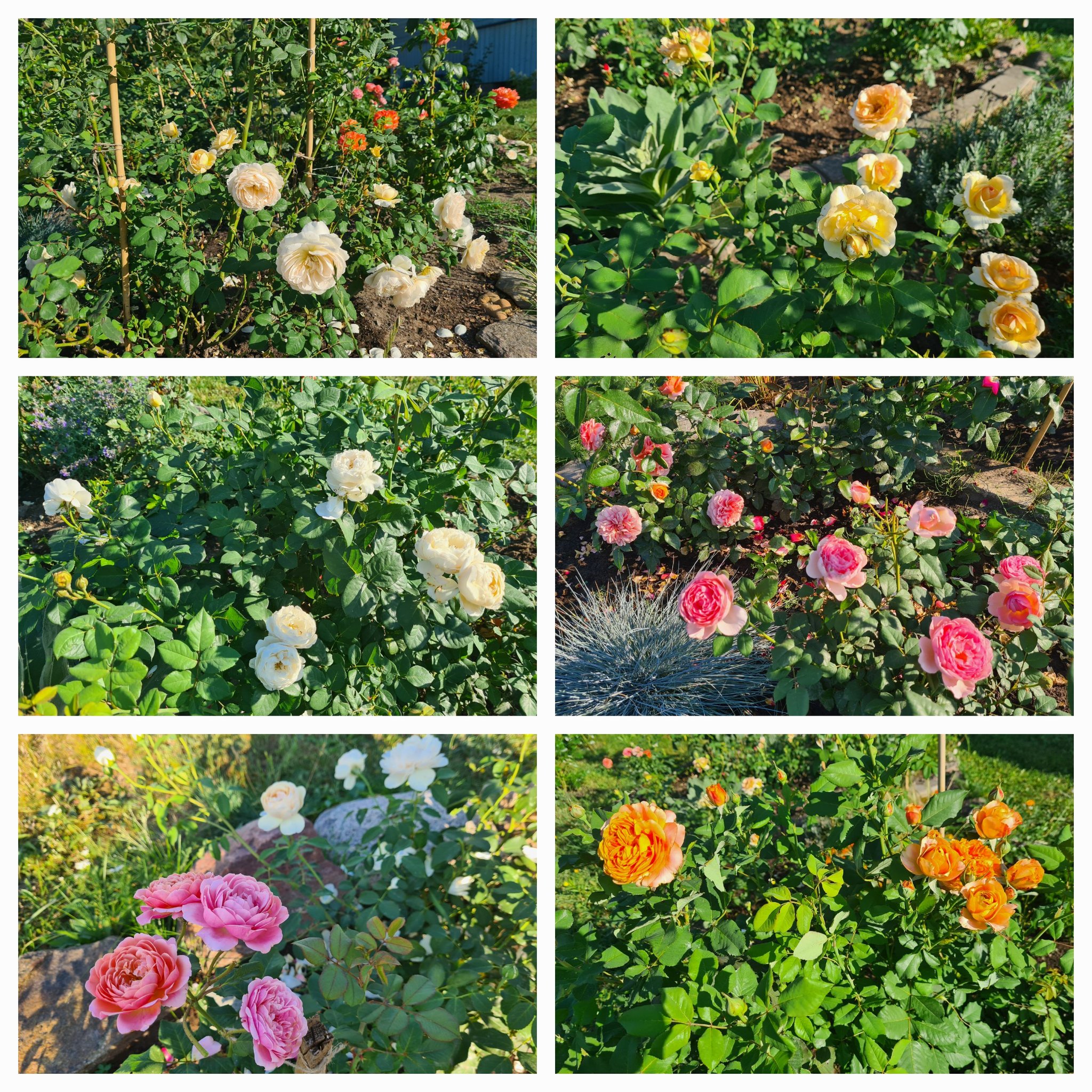 Liene Cipule on Twitter: "Manā dārzā rožu ziedēšanas otrais vilnis! https://t.co/z4ZcW3vYAv ...