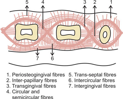 Gingival Fiber