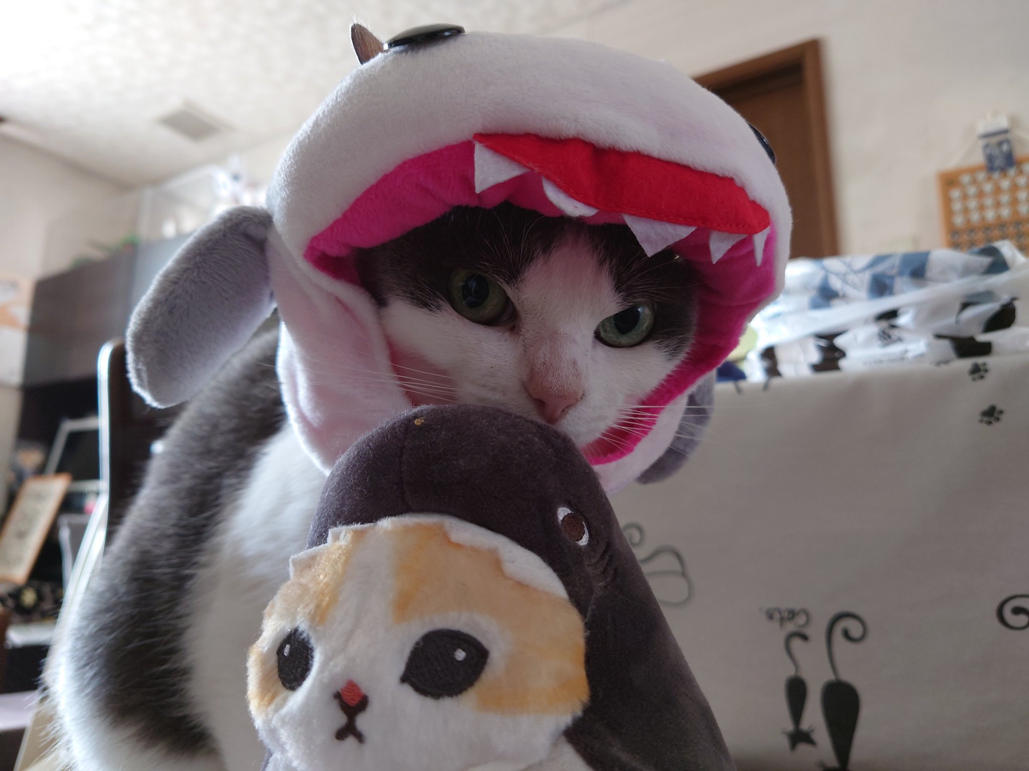 えむろーど🦋 on Twitter: "@mofu_sand 食われてないよ🦈 https://t.co/9OYHgKoLid" / Twitter