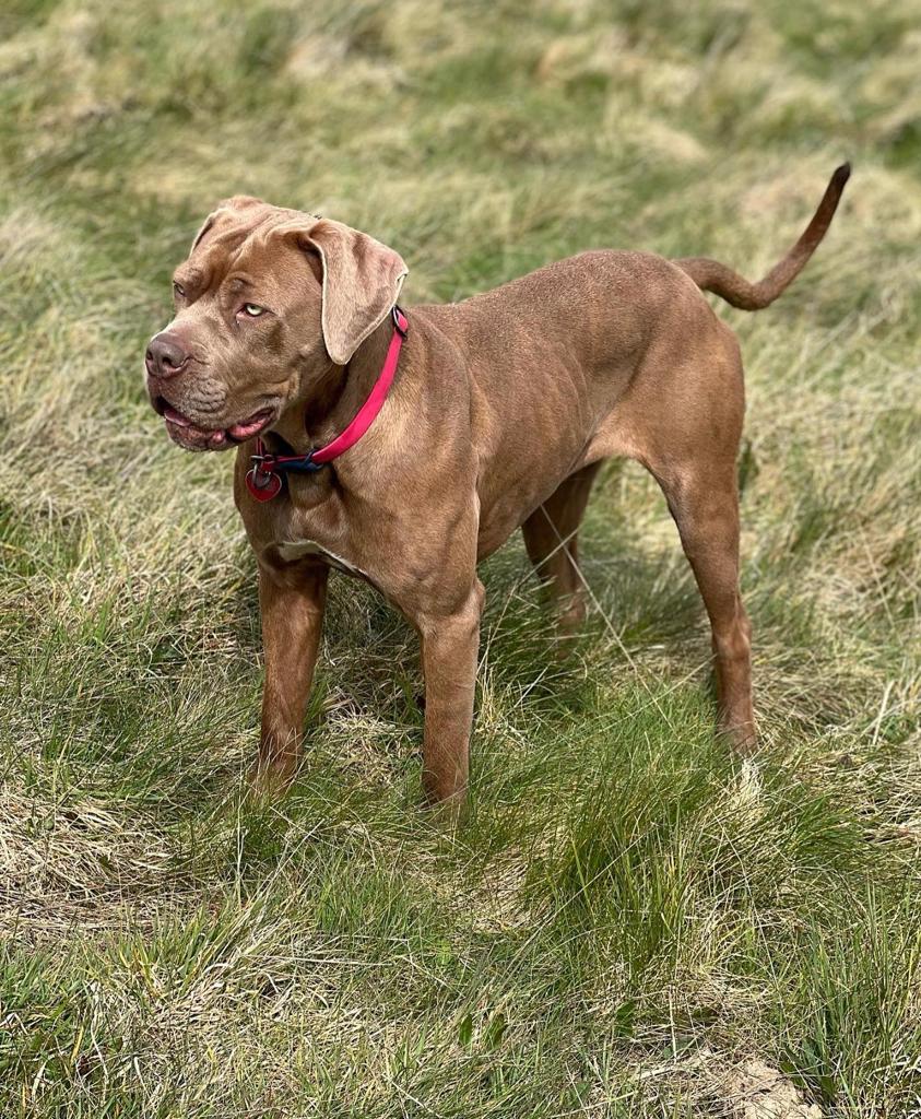 What Is An Australian Bandog