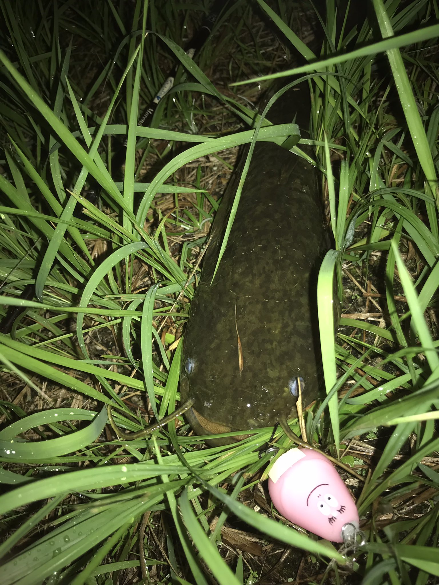 maayan on Twitter: "雨が降る中バーバパパ縛り！ パーフェクト下顎フッキング成功😄 https://t.co/Q5xEPGL6qH" / Twitter