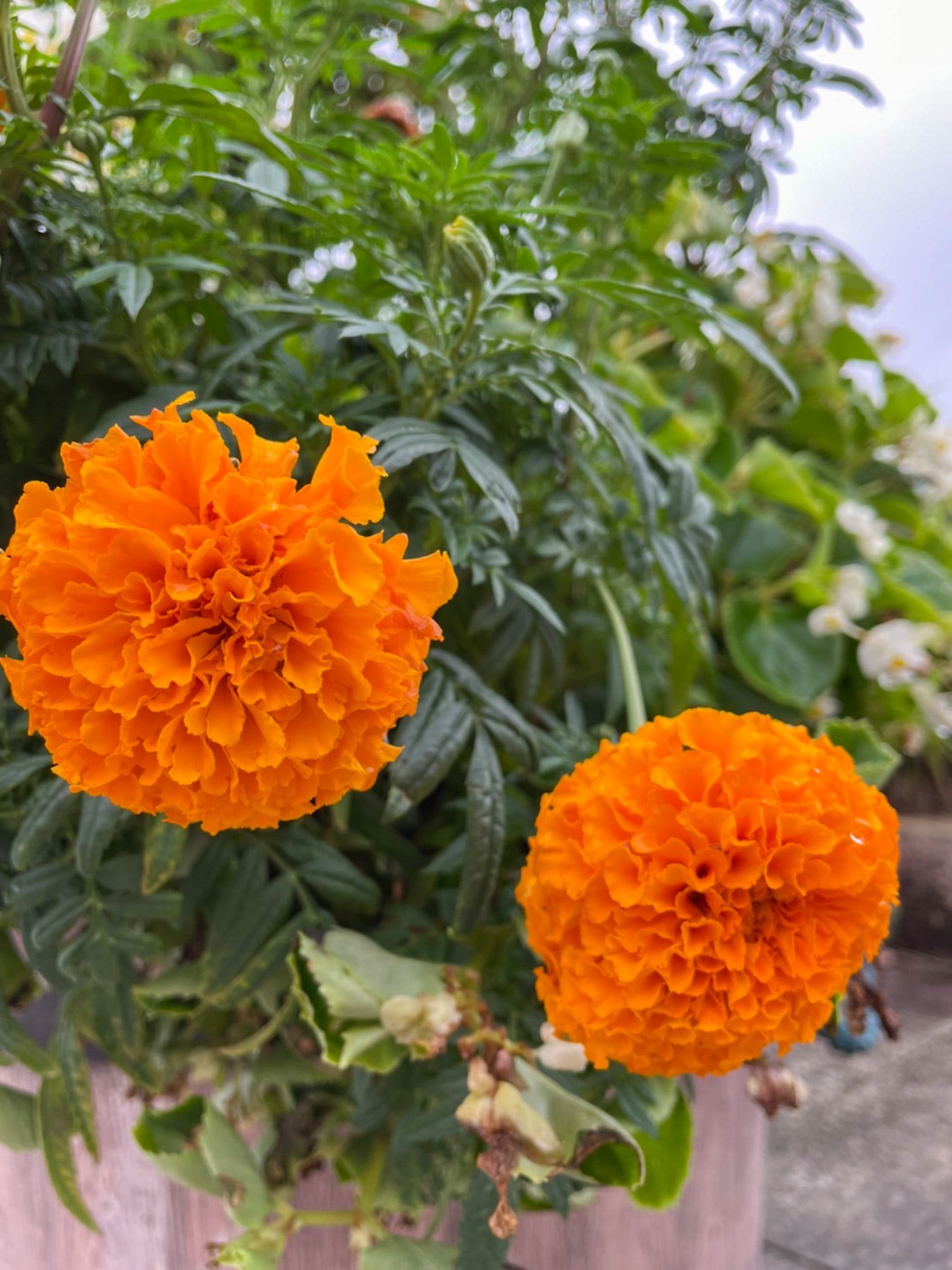 周 🧸 amane 🎀 RTゆっくりです🎶 on Twitter: "おはようございます☔️☔️☔☔☔️ 素敵な日曜日をお過ごし下さいね🎶🎀 #TLを花でいっぱいにしよう https://t ...