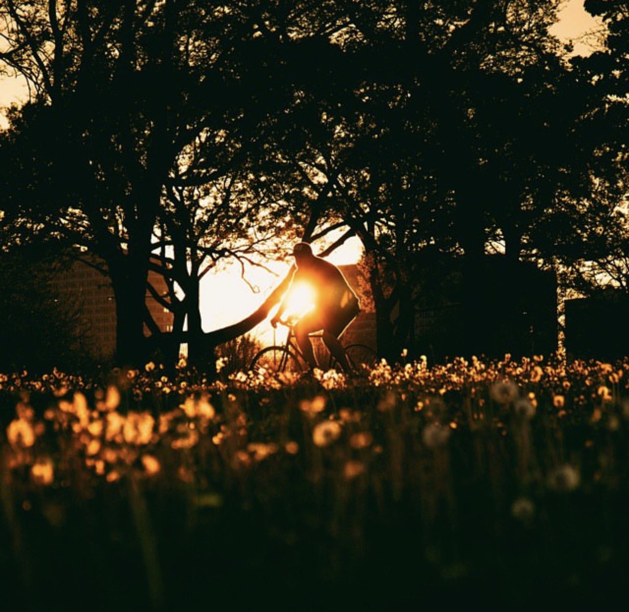 Cory Popp on Twitter: "@shanasolarte I love it dearly. https://t.co/UtwifRNj2n" / Twitter