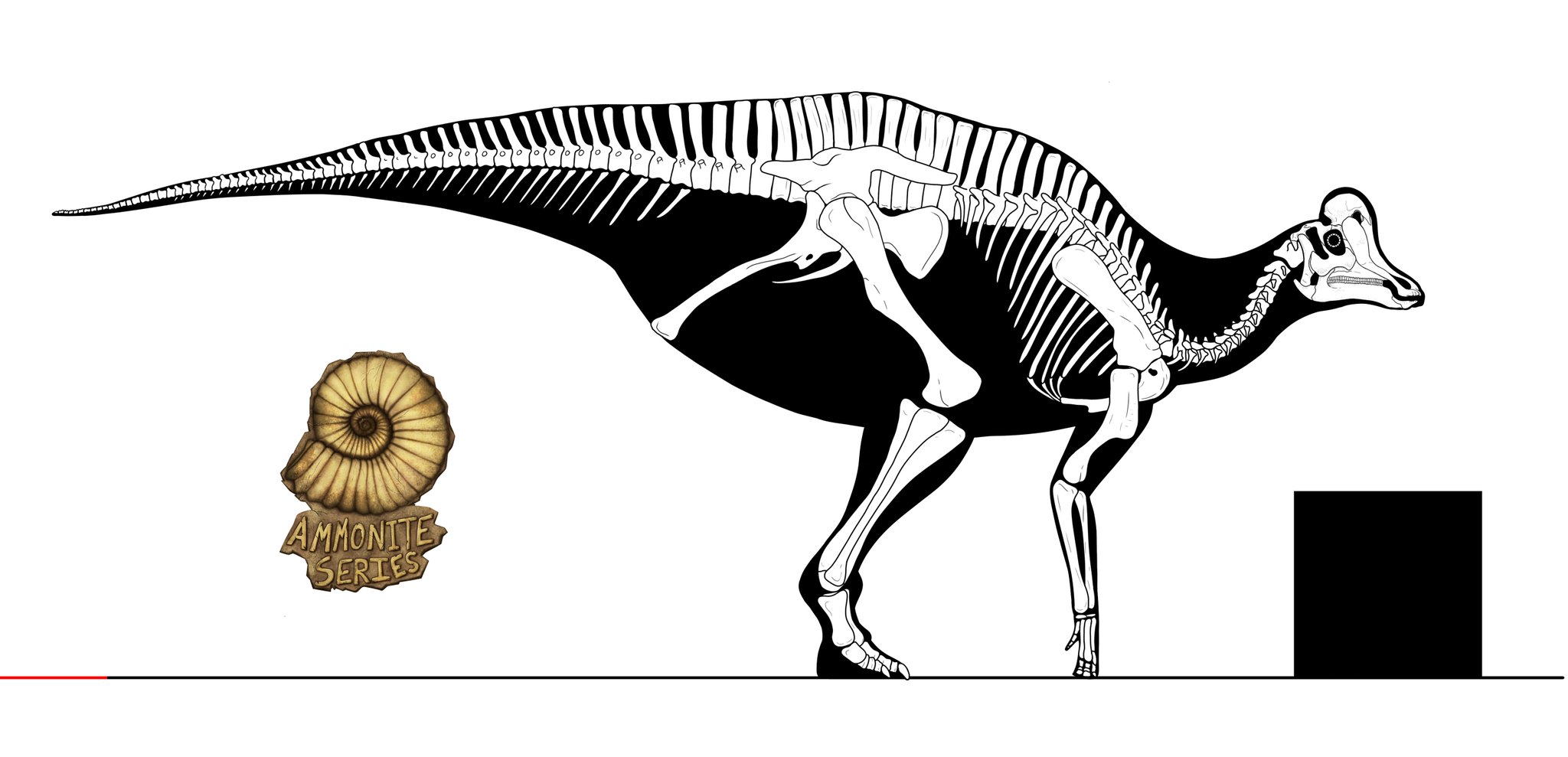 Corythosaurus Skeleton The Red Vertebrae Indicate The Approximate