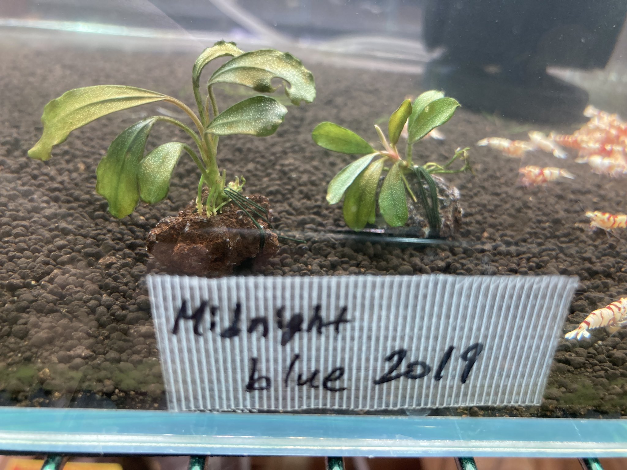 EBITENGU【エビテング】 on Twitter: "今日のEBITENGU祭りには並行してブセの入荷もズースクエア静岡店様にあるようです🌱 ご紹介しておきます😊 パート① #ズースクエア ...