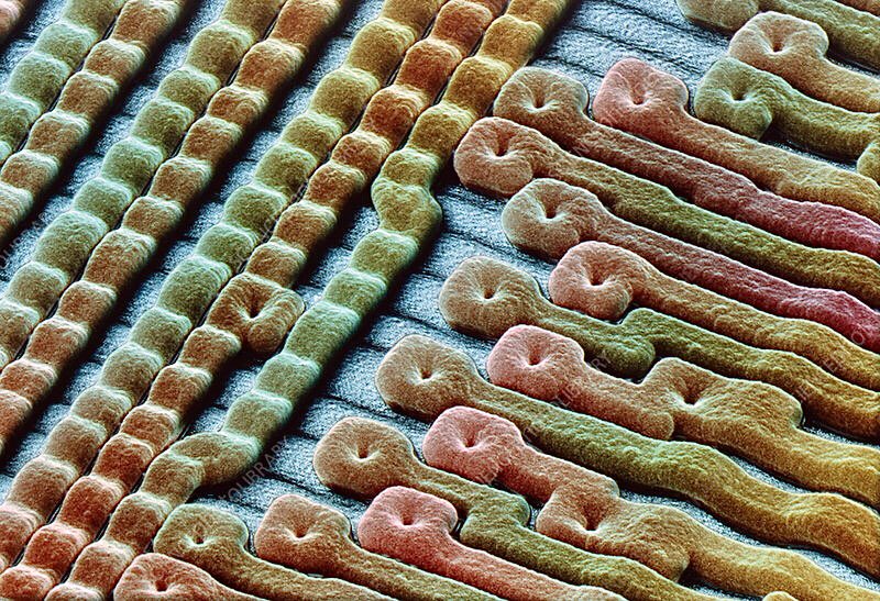 Silicon Chip Microscope