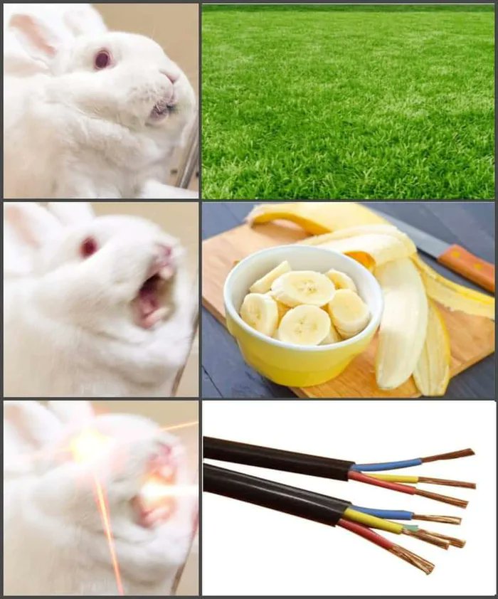 Rabbit Lovely Day On Twitter If You Have A Rabbit Then You Know It S