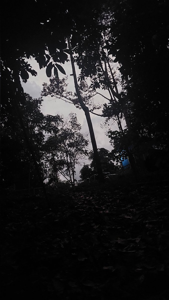 aduh senak batang besar hitam - ChaimtaroClarke