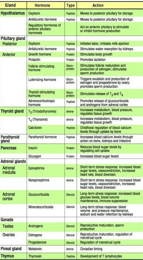 Endocrine System Hormones And Functions Chart
