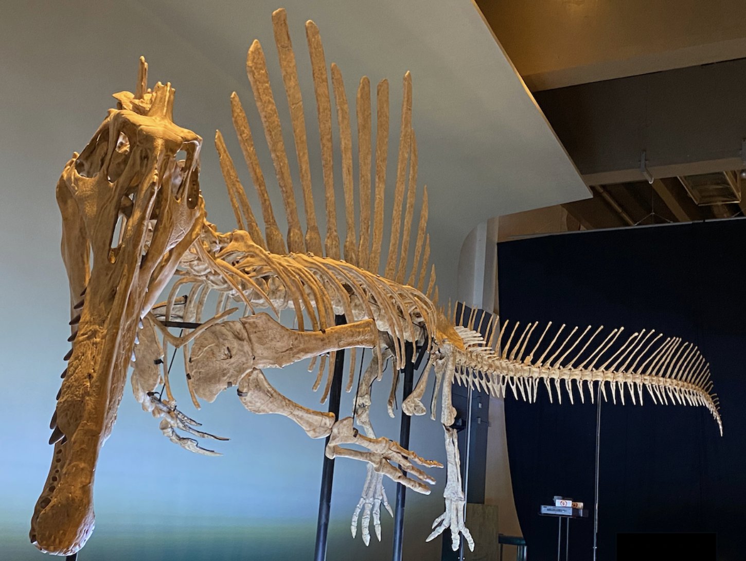 Real Spinosaurus Skeleton