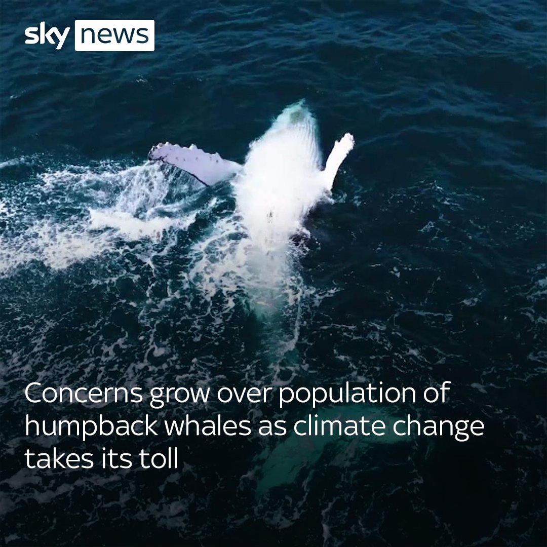 Sky News on Twitter: "Scientists are concerned over the population of ...