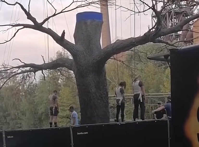 Hanging From A Tree