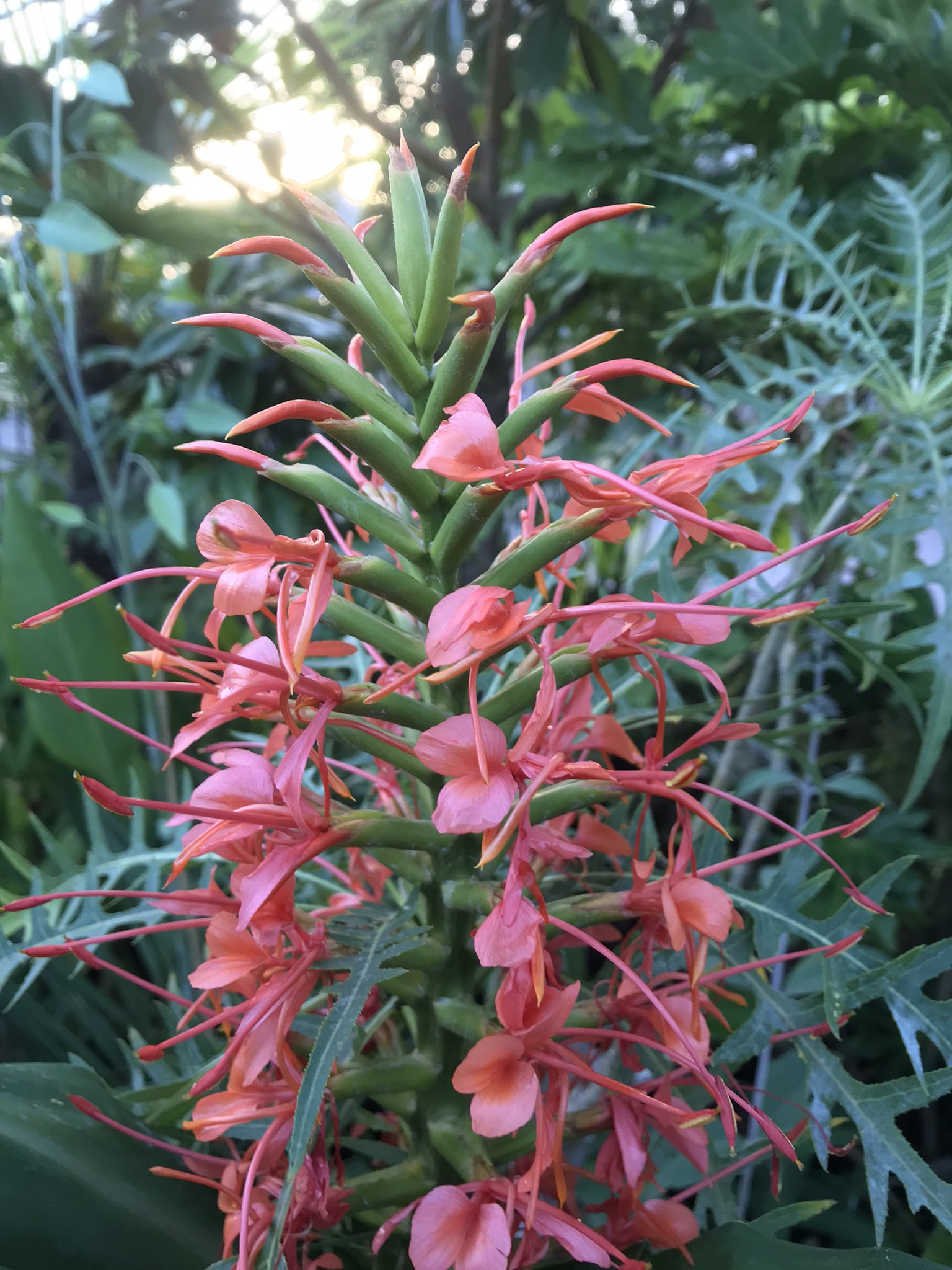 Hedychium Coccineum