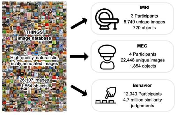 Martin Hebart on Twitter: "Very happy to announce THINGS-data, three massive datasets of fMRI ...