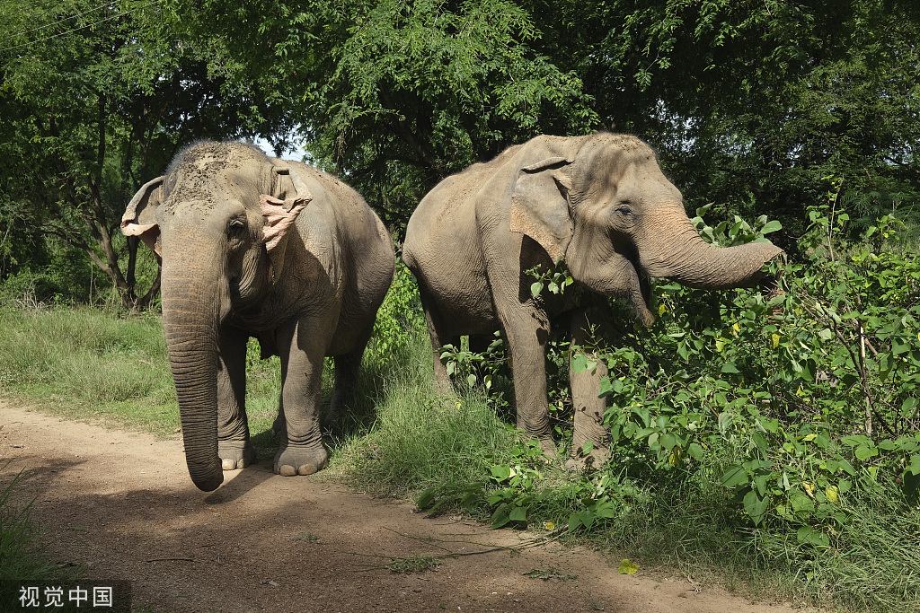 An elephant ripped its owner in half after the animal was forced to ...