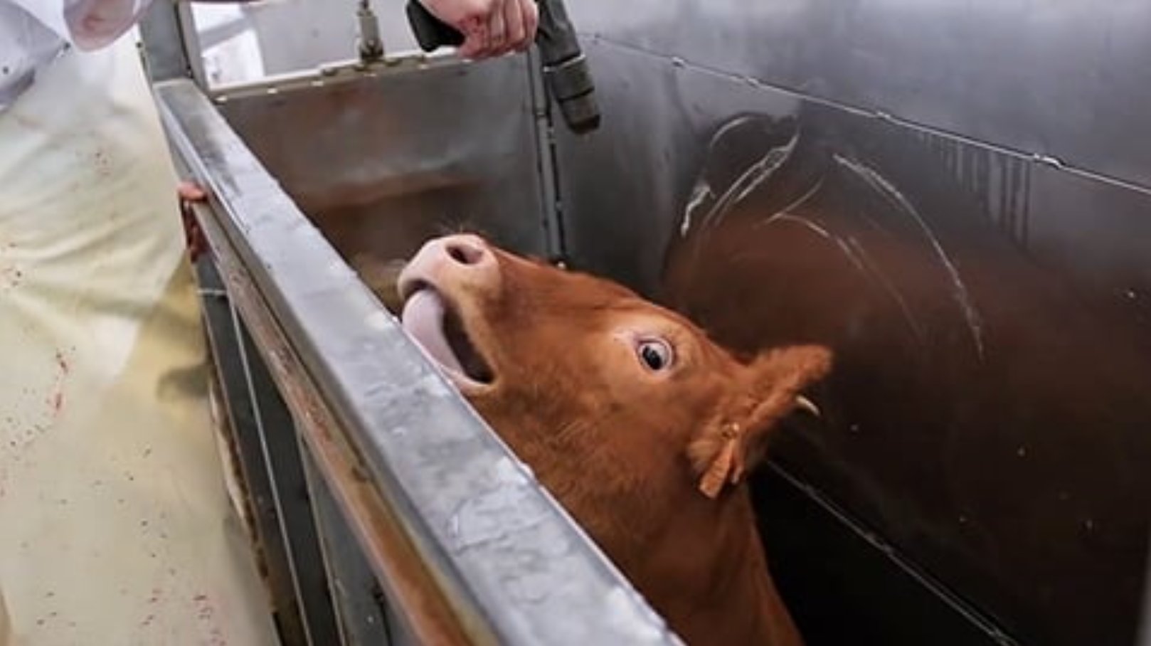 Terrified Cow