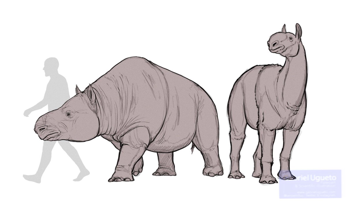 Rough sketches of Mixotoxodon larensis and Xenorhinotherium bahiense by ...