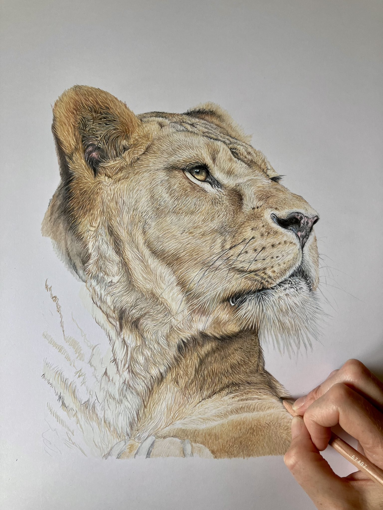 How To Draw A Realistic Lioness