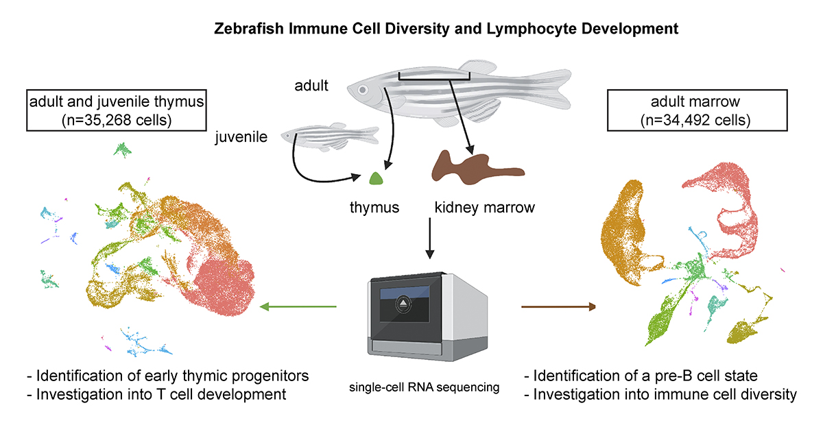 Zebrafish B Cells Ectopic B Cell Formation In Npas4l Mutants. (A, B)