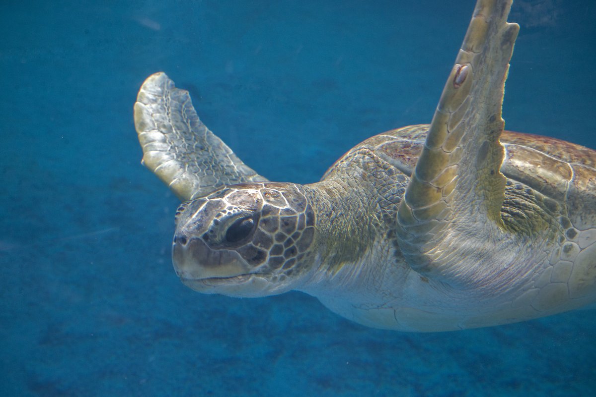 After 75 years, these endangered sea turtles are making a comeback in ...