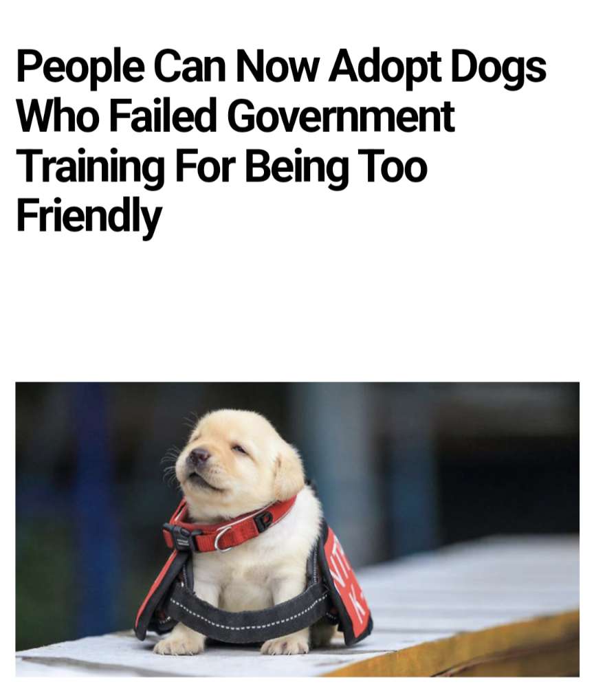 How Do I Adopt A Dog From Tsa