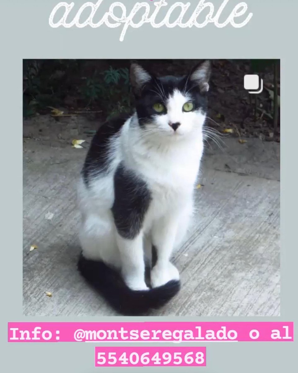 AnimalesCDMX on Twitter: AnimalesCDMX on Twitter:
