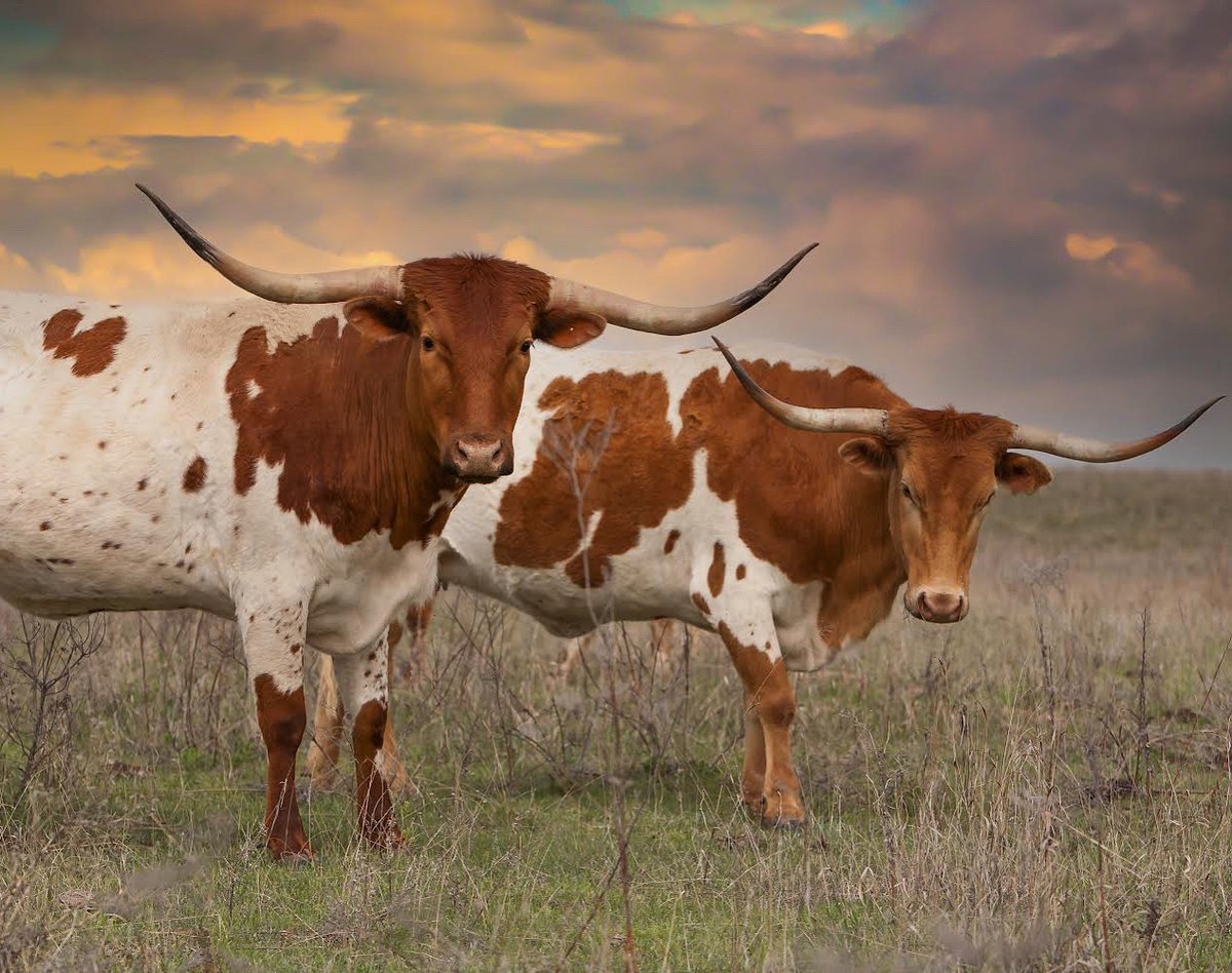 Texas Hides (@TexasHides) / Posts / X