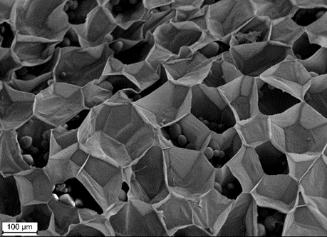 Dolphin Skin Microscope