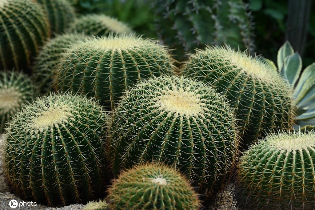 China Daily on Twitter: "Many cute prickly little cacti are proudly displayed at the Sand Plant ...