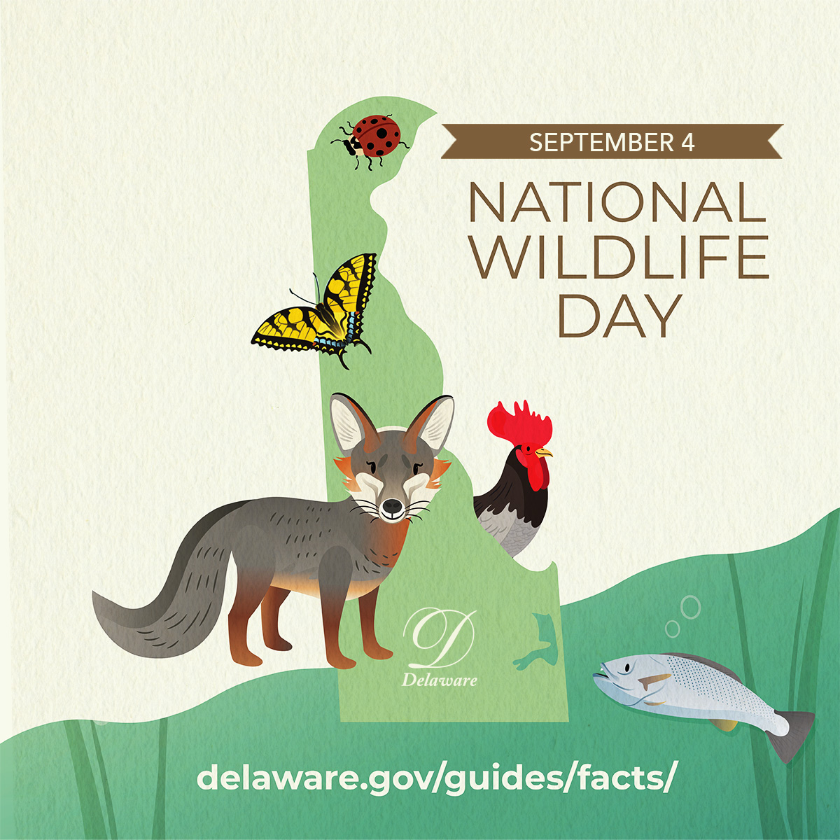 Delaware State Animal Grey Fox