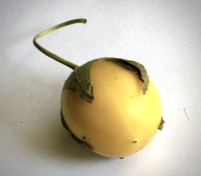 Mandrake Fruit